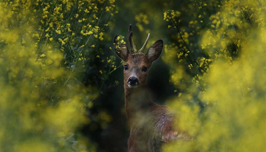 Hunting Rules Regulations In South Carolina A Comprehensive Guide hunting-rules-regulations-in-south-carolina-a-comprehensive-guide